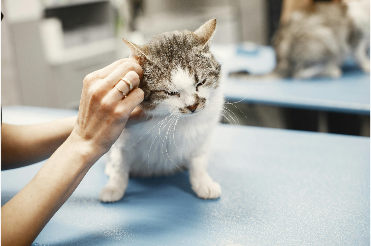 Why Your Cat Needs A Yearly Vet Visit | Long Valley Animal Hospital