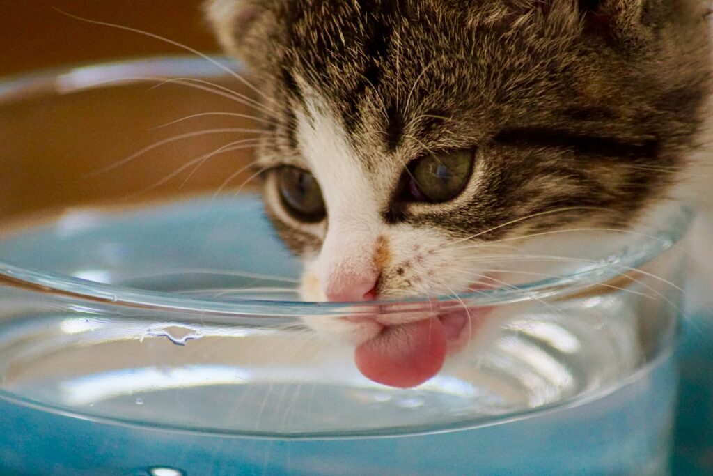 Veterinary Advice: Spotting And Preventing Pet Dehydration This Summer ...